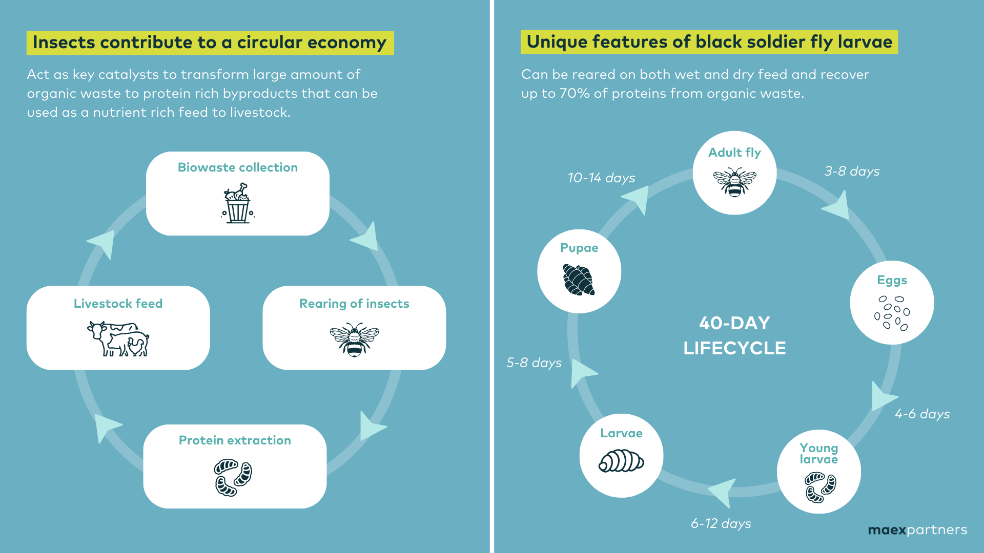 maexpartners - Maßgeschneiderte Lösungen. Umgesetzt.